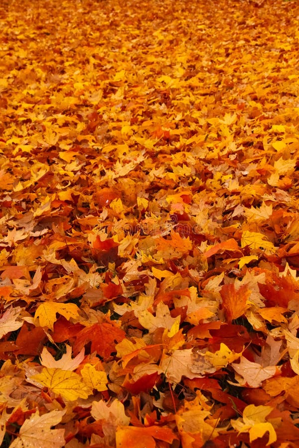 Fall - Carpet of Autumn Leaves Stock Photo - Image of landscapes, park ...