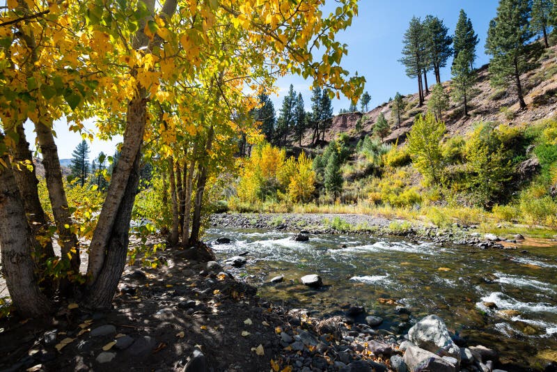 Fall on the Carson River stock image. Image of aspens - 294223035