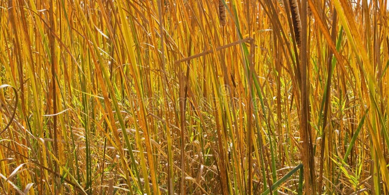 Fall Cattails stock photo. Image of backgrounds, brown - 18586582