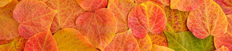 Fall Celebration, Yellow and Orange Leaves of an Eastern Redbud Tree As ...