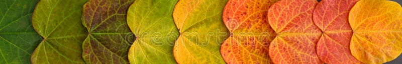 Fall Changes, Gradation of Green To Yellow Leaves of an Eastern Redbud ...