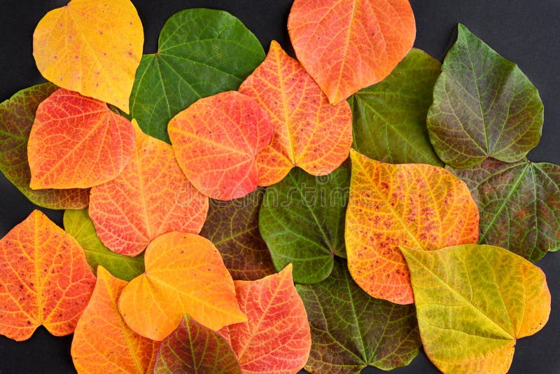 Fall Changes, Gradation of Green To Yellow Leaves of an Eastern Redbud ...