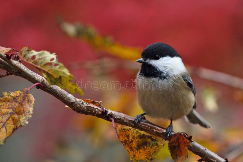 Fall Chickadee stock image. Image of seasonal, yellow - 44167703