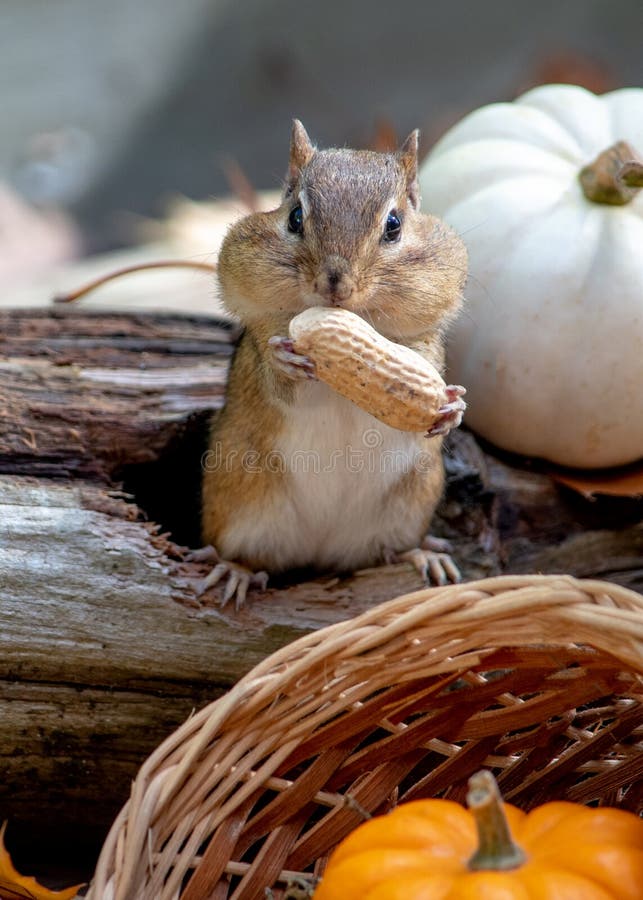 Fall Chipmunk with a Big Peanut Stock Photo - Image of mammal, leaf ...