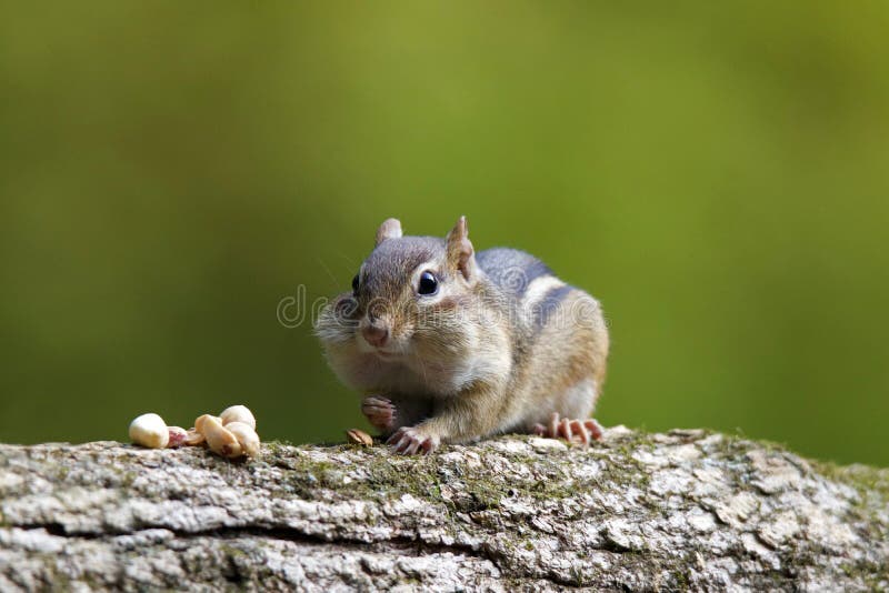 Fall Chipmunk on a Branch with Nuts Stock Image - Image of hungry ...