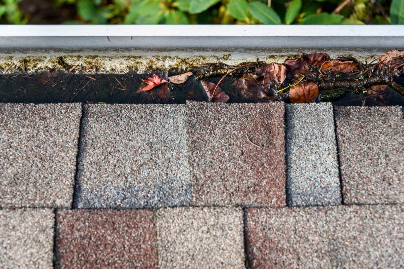 Fall Cleaning, Rooftop View of Gutter Full of Leaves and Standing Water ...