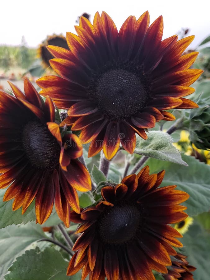 Fall cluster of sunflowers stock photo. Image of autumn - 201133226