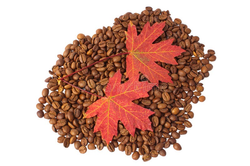 Fall coffee stock image. Image of group, nature, vein - 22062857