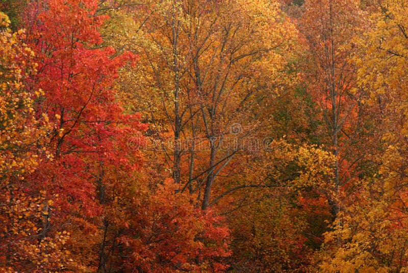 Fall color stock photo. Image of tree, mountain, travel - 4962758