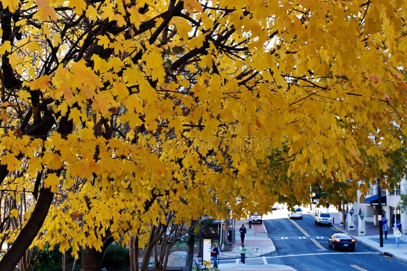 Fall color stock image. Image of golden, autumn, fallen - 689781