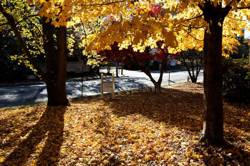 Fall color stock image. Image of autumn, leaf, light, atlanta - 689789
