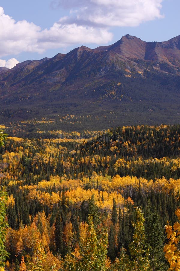Fall color in Alaska stock photo. Image of colorful, coloured - 11145590