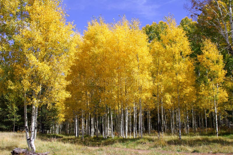 Fall Color Aspen Forest 4 Stock Photos - Free & Royalty-Free Stock ...