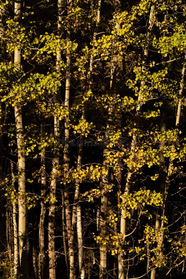 Fall Color Aspen Trees at Sunset on Ranch in Autumn Stock Photo - Image ...