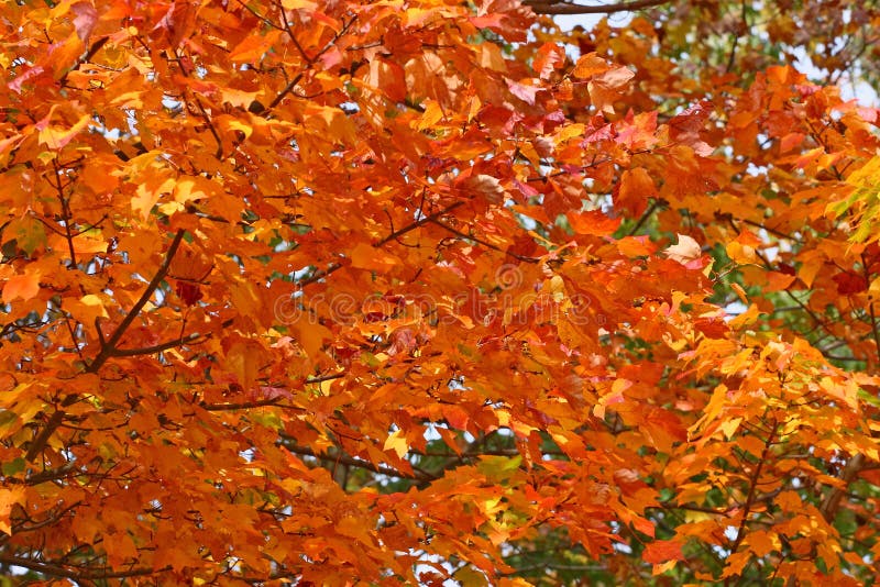 Fall Color Blaze stock image. Image of color, foliage - 6788589