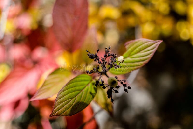 Fall Color Change in the Sandias Stock Image - Image of rfall, mountain ... Fall Color Change in the Sandias Stock Image - Image of rfall, mountain ...