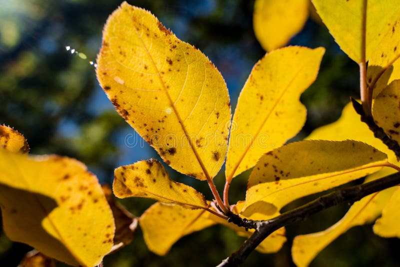Fall Color Change in the Sandias Stock Image - Image of road, starting ... Fall Color Change in the Sandias Stock Image - Image of road, starting ...