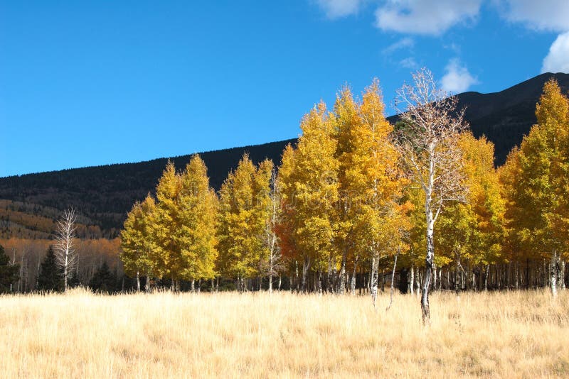 Fall Color Flagstaff Arizona (6) Stock Photo - Image of meadow ...