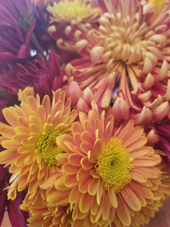 Fall flowers stock image. Image of gerbera, aster, flower - 101423849