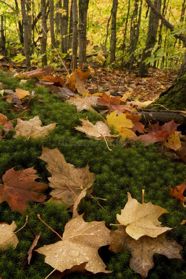 Fall color on Forest Floor stock image. Image of colorful - 6703143