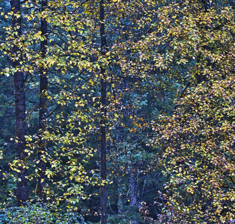 Fall color in a forest stock image. Image of green, outdoors - 261214521