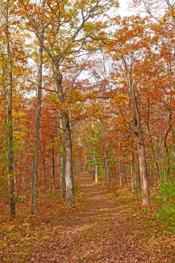 Fall Color on a Forest Path Stock Photo - Image of wisconsin, colorful ...