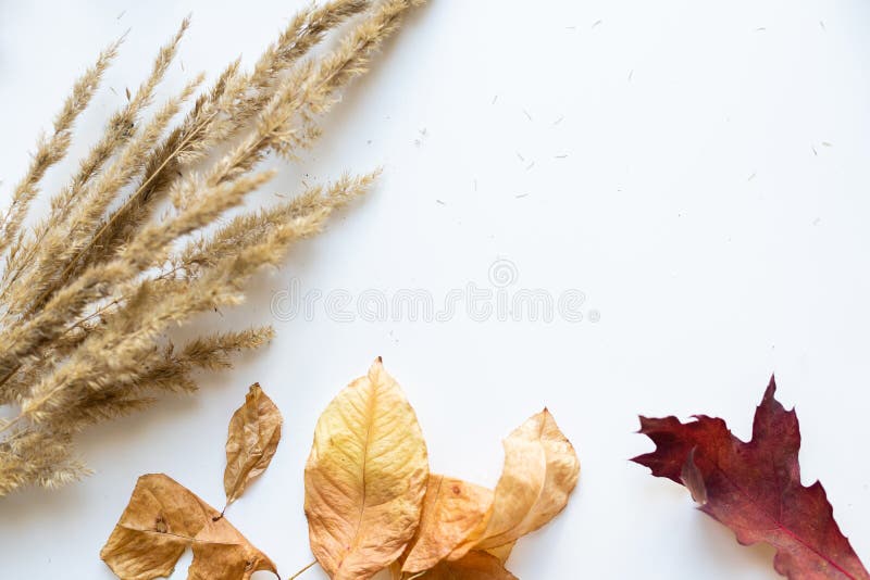 Fall Color Leaves on White Background Stock Image - Image of nature ...