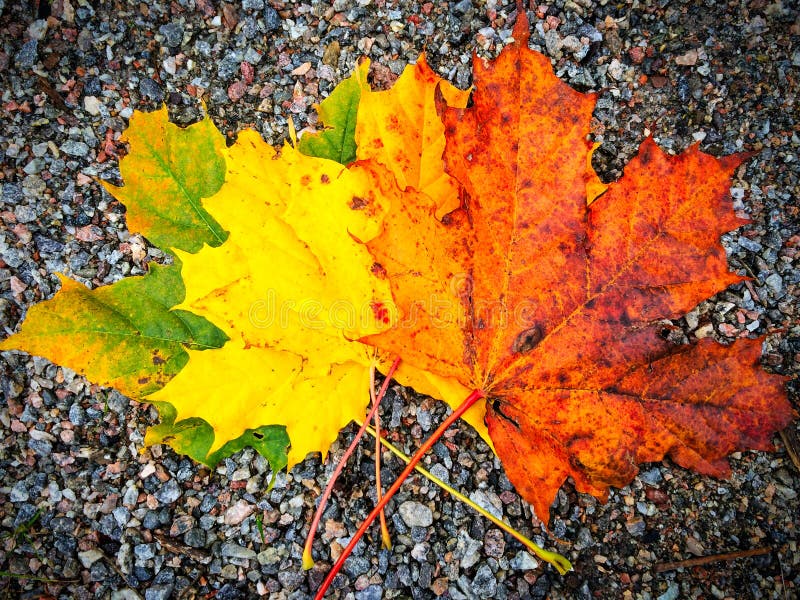 Fall Color Maple Leaves Closeup Stock Photo - Image of design, leaf ...