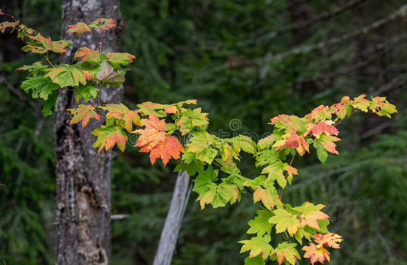 Fall Color Maple Leaves in Front of Forest Stock Photo - Image of stem ...