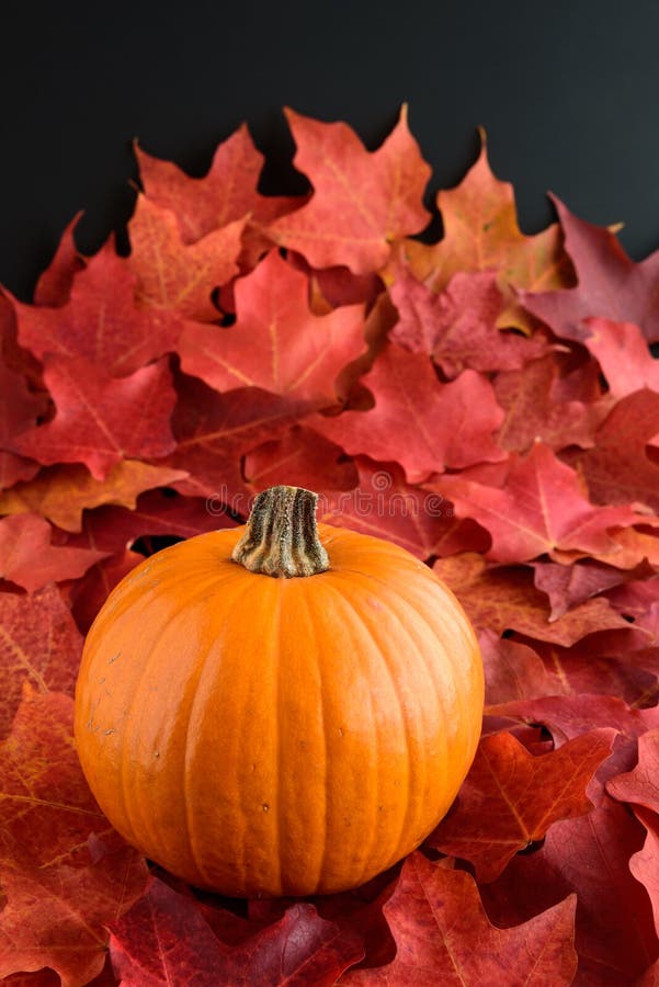 Fall Color - Maple Leaves and Pumpkin Stock Image - Image of space ...
