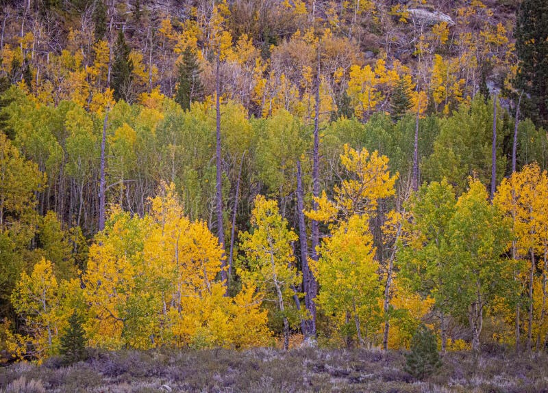 Fall Color mountain Scene stock image. Image of scene - 259776853