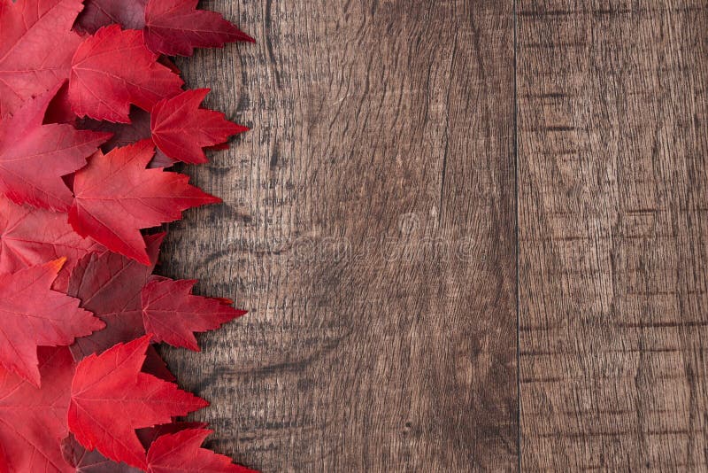 Fall Color Nature Background, Red Maple Leaves on a Rustic Dark Wood ...