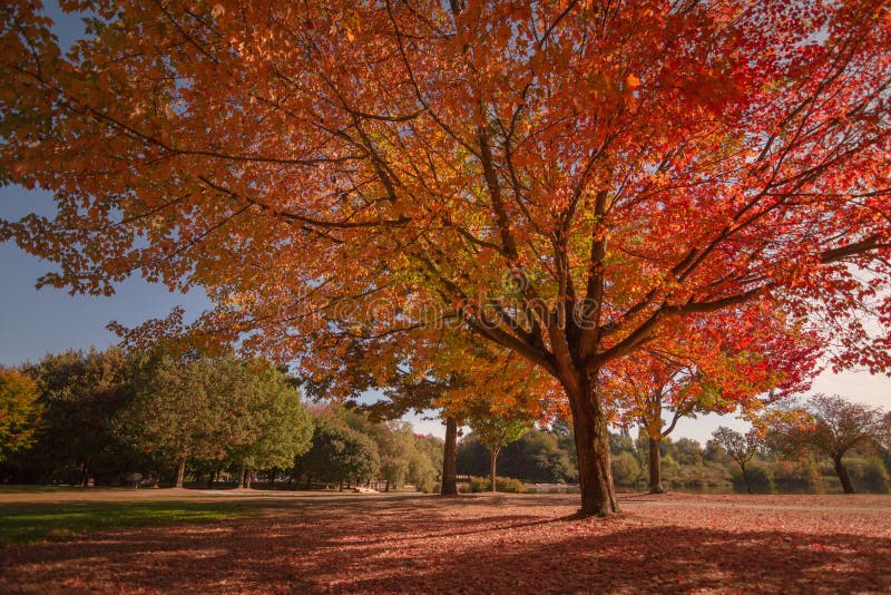 Fall color at the park stock photo. Image of light, foliage - 108125338
