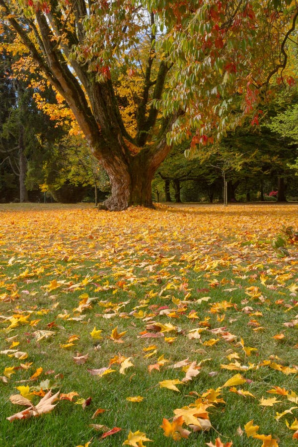 Fall color at the park stock photo. Image of fresh, trees - 108125306