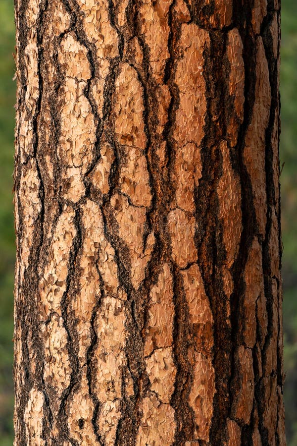 Fall Color Ponderosa Pine Trees Bark in a Forest at Sunset in Autumn ...