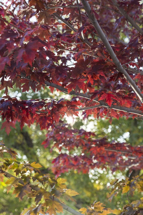 Fall Color Red Leaves on Green Trees in the Autumn Stock Photo - Image ...