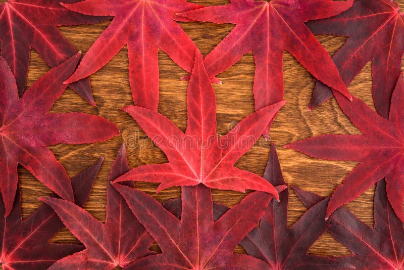Fall color - red leaves stock photo. Image of space - 101834054