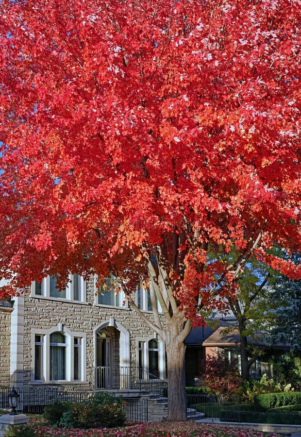 Fall Color on Red Maple Tree Stock Image - Image of yard, class: 130237855