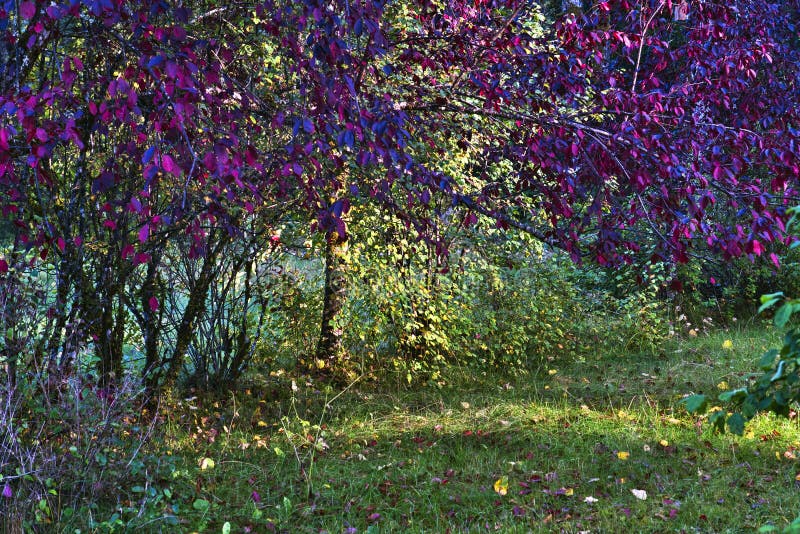 Fall Color with Sunlight through Trees Stock Image - Image of green ...