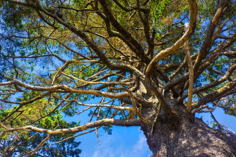 Fall Color Forest Tree Branches Against Blue Sky Stock Image - Image of ...