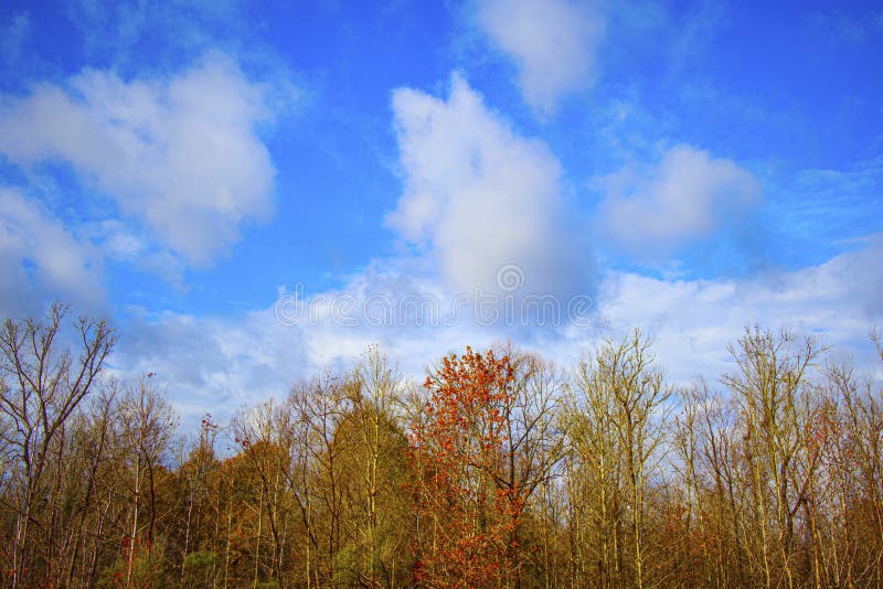 Fall Color Tree Line and a Blue Sky with Clouds Stock Image - Image of ...