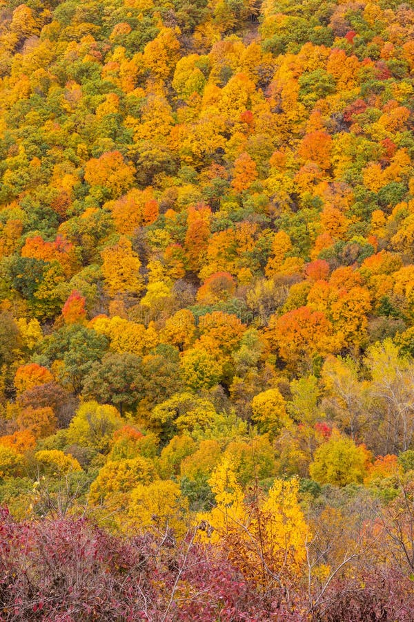 Fall Color Trees Hillside Background Stock Image - Image of fall, green ...