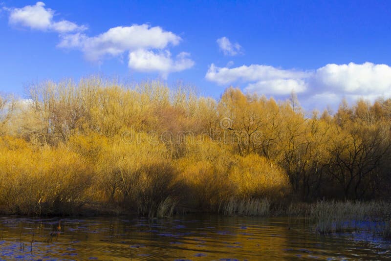 Fall Color Trees and Reeds upon a Lake Stock Image - Image of adlay ...