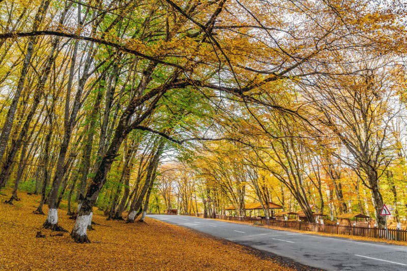 Autumn Color Trees Near Road in Caucasus Mountain of North Azerbaijan ...