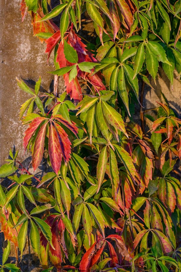 Fall Color in Vines Growing Up a Cement Wall in Late Afternoon Light ...