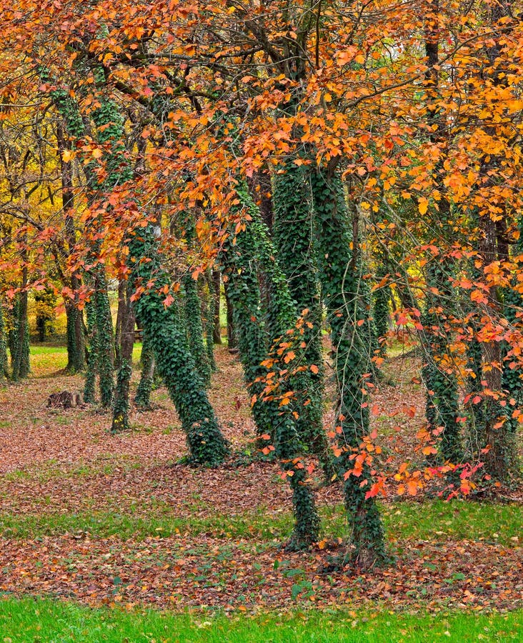 Fall colored forest stock photo. Image of colorful, western - 29041450