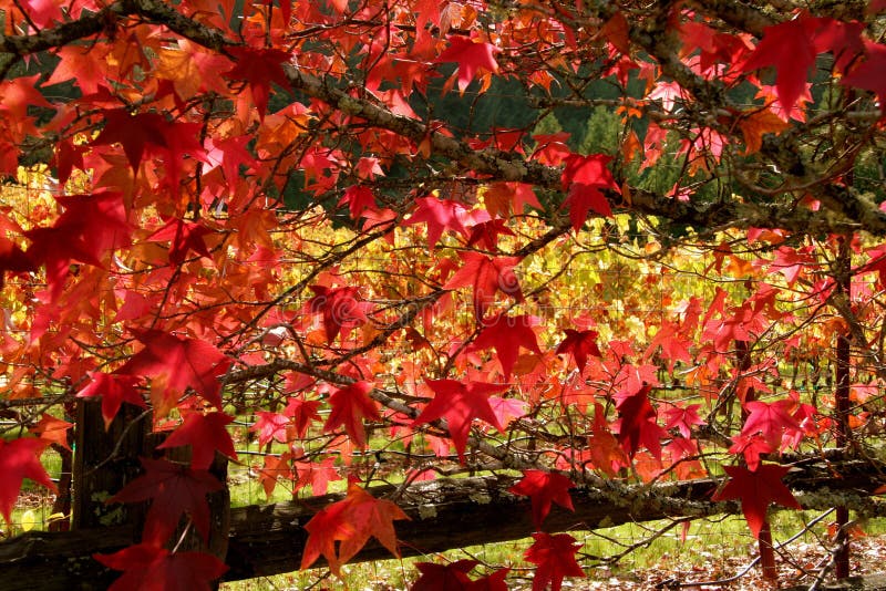 Fall Colored Grape Vines Sunshine Picture. Image: 4243696