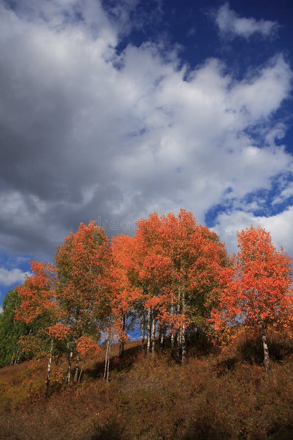 Fall Colored Leaves Again a Blue Sky Background. Stock Image - Image of ...