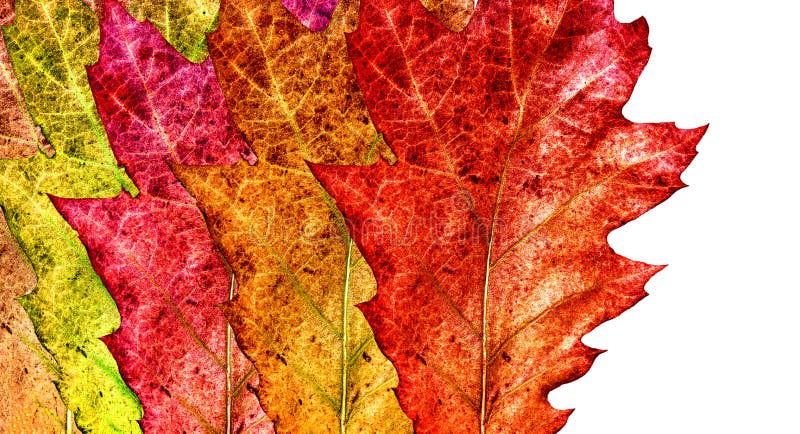Fall colored leaves stock photo. Image of colored, nature - 34224764