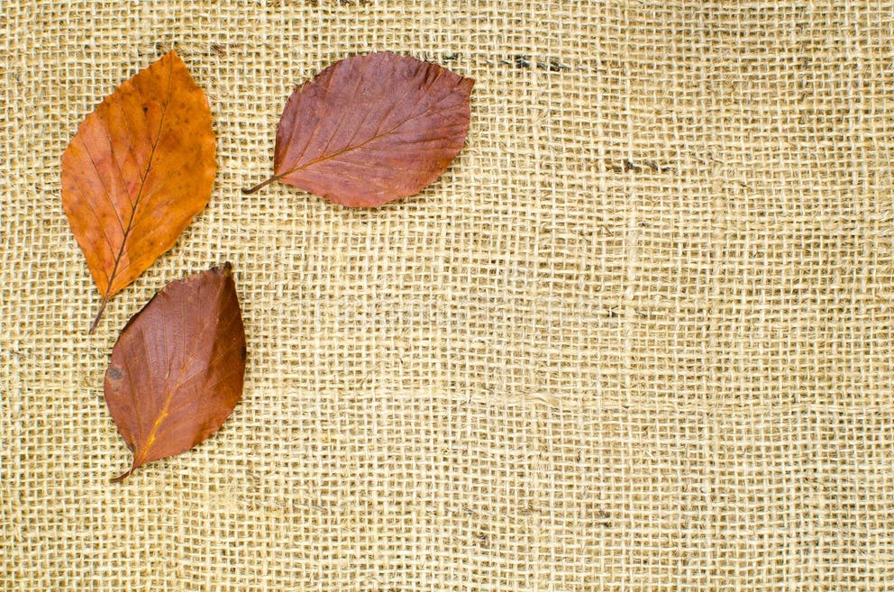 Fall Colored Leaves at Burlap Stock Image - Image of still, brown: 45970069